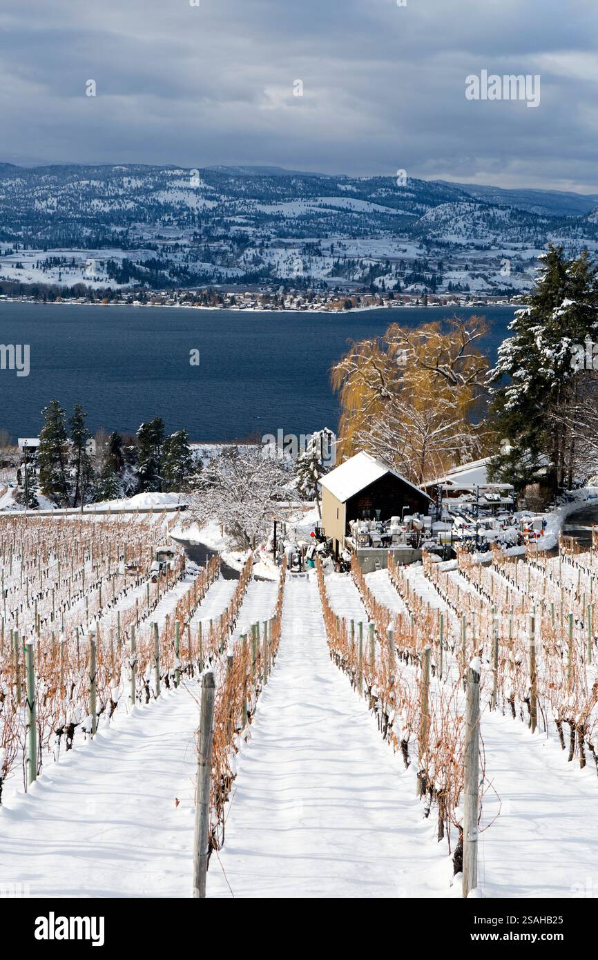 Snow covered dormant grapevines in an organic winery vineyard in the ...