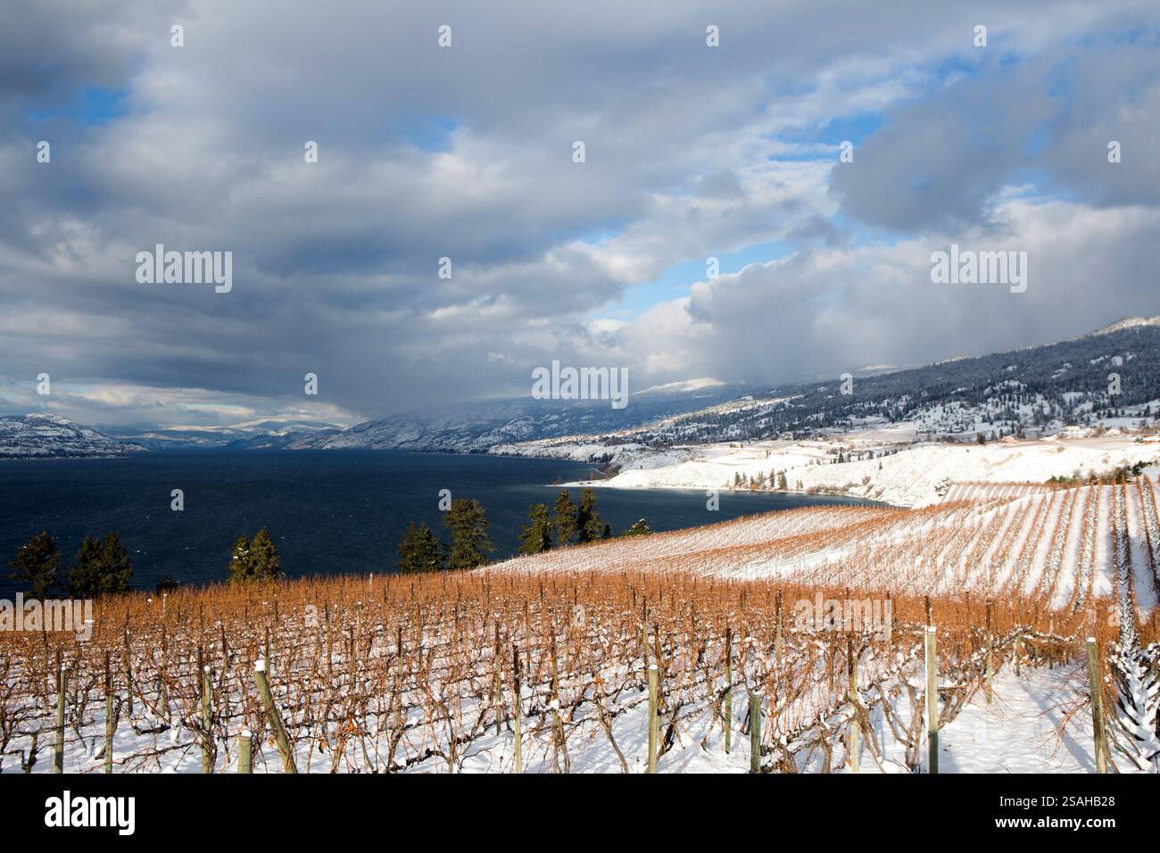 Snow covered dormant grapevines in an organic winery vineyard in the ...