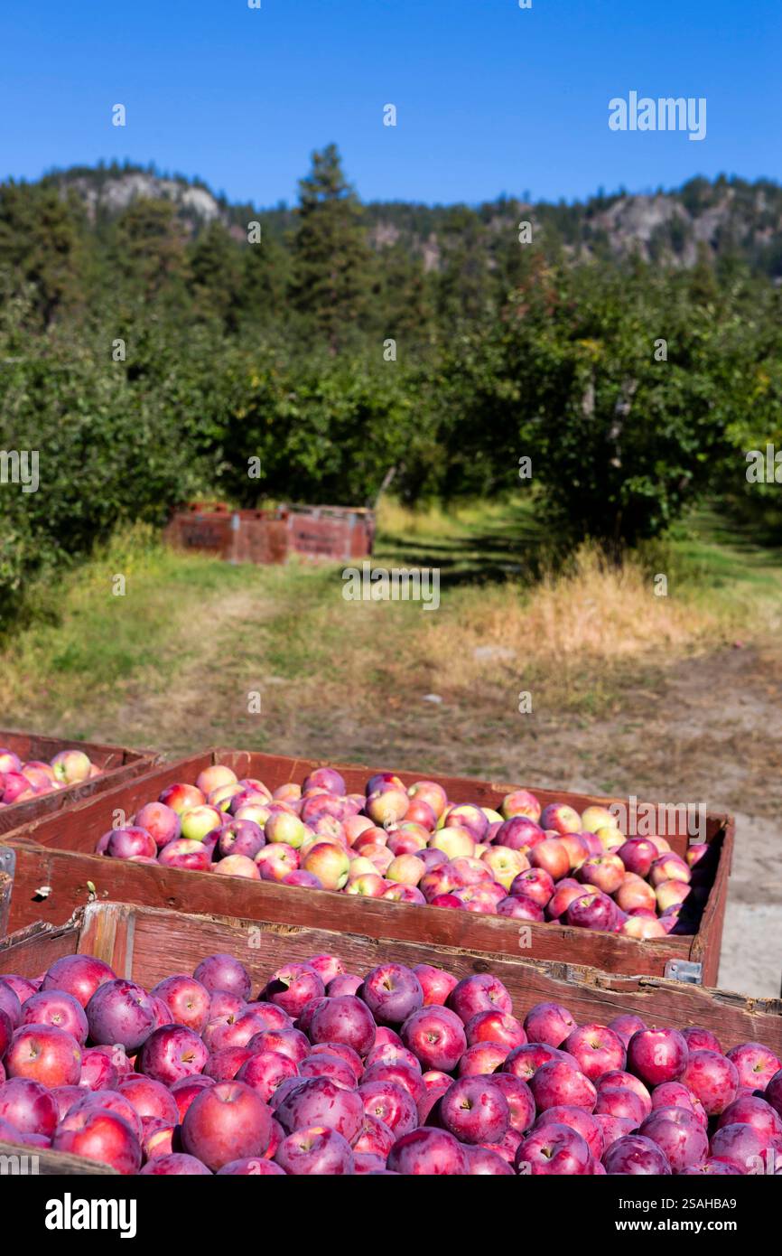 Wooden bins full from fruit harvesting ripe organic red delicious ...