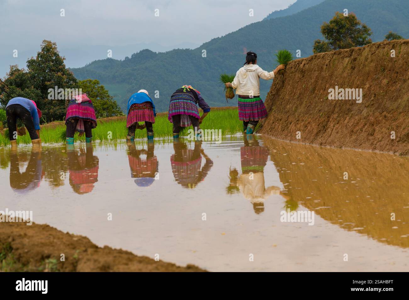 Vietnamese women planting rice in rice paddy fields Vietnam, Asia in ...