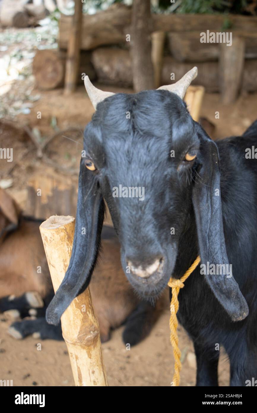 Laam Kane Goats (the floppy-eared goats) in Runtigadhi Gaupalika, Rolpa ...