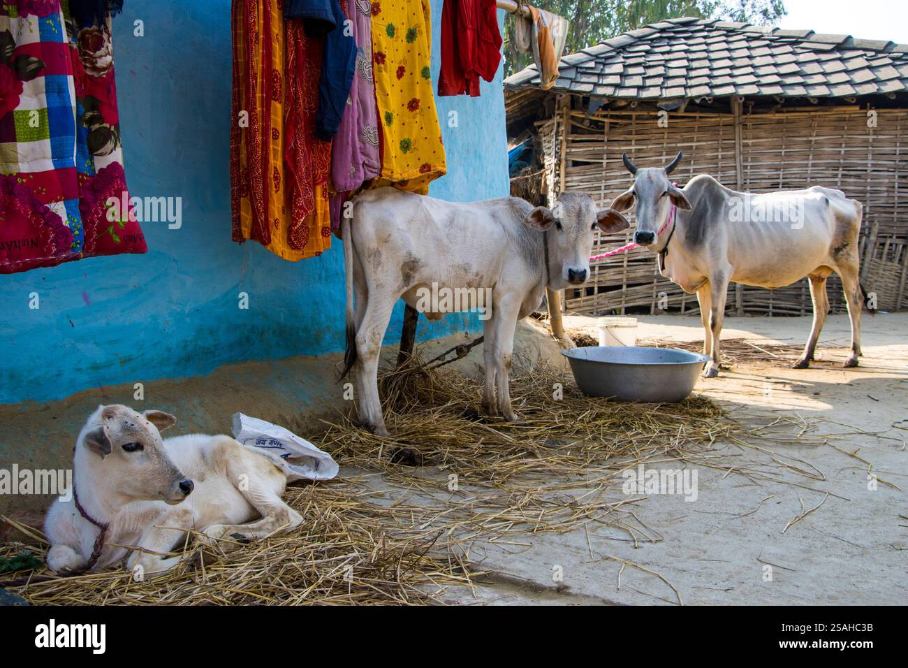 Cattles of terai hi-res stock photography and images - Alamy