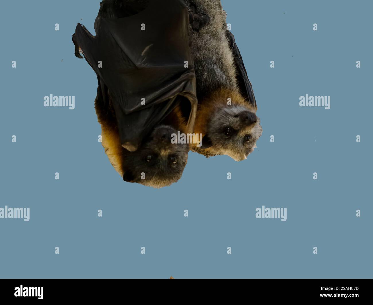 Bats are the only mammals that can fly. Instead of arms or hands, they ...