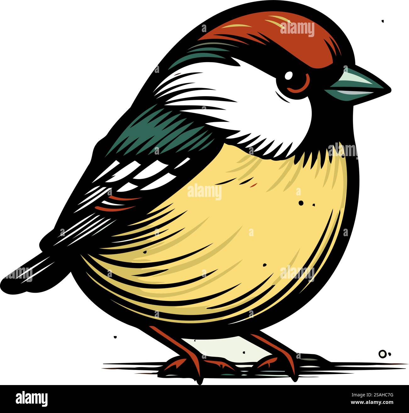 Bullfinch isolated on white background. Hand drawn vector illustration ...