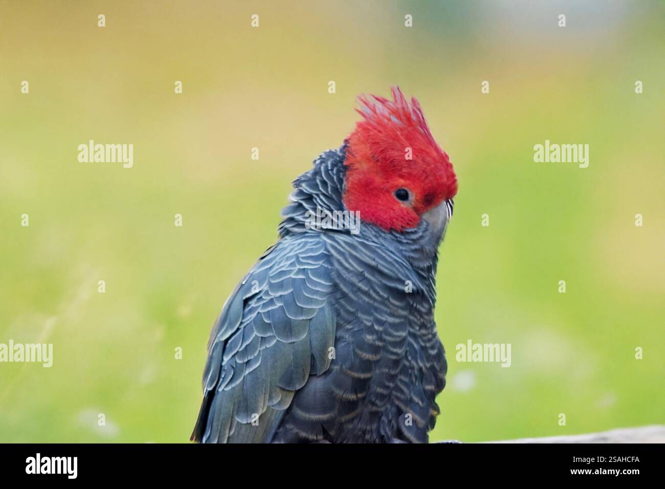 The Gang-gang Cockatoo is a small, overall dark grey cockatoo, with ...