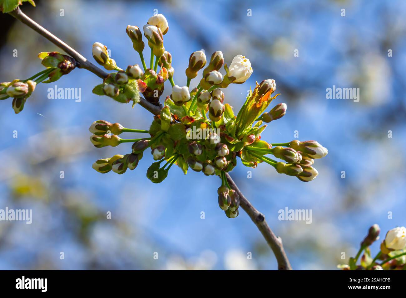 Springtime reveals delicate buds on a tree branch, showcasing nature's ...