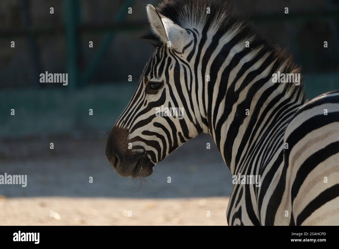 Zebra Zoo Enclosure Profile: Captive Plains Zebra, daytime, zoo habitat ...