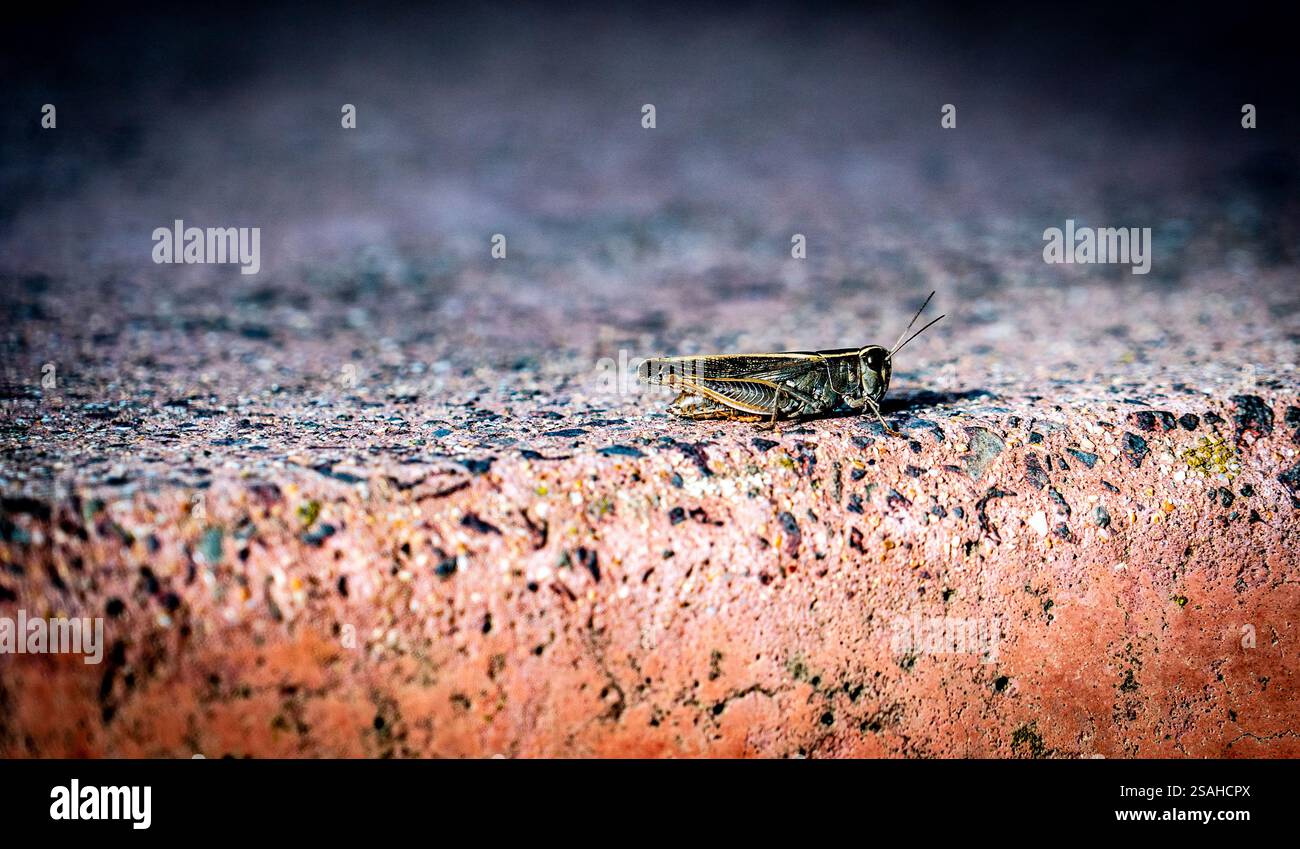 A close-up of a grasshopper resting on a textured surface, showcasing ...