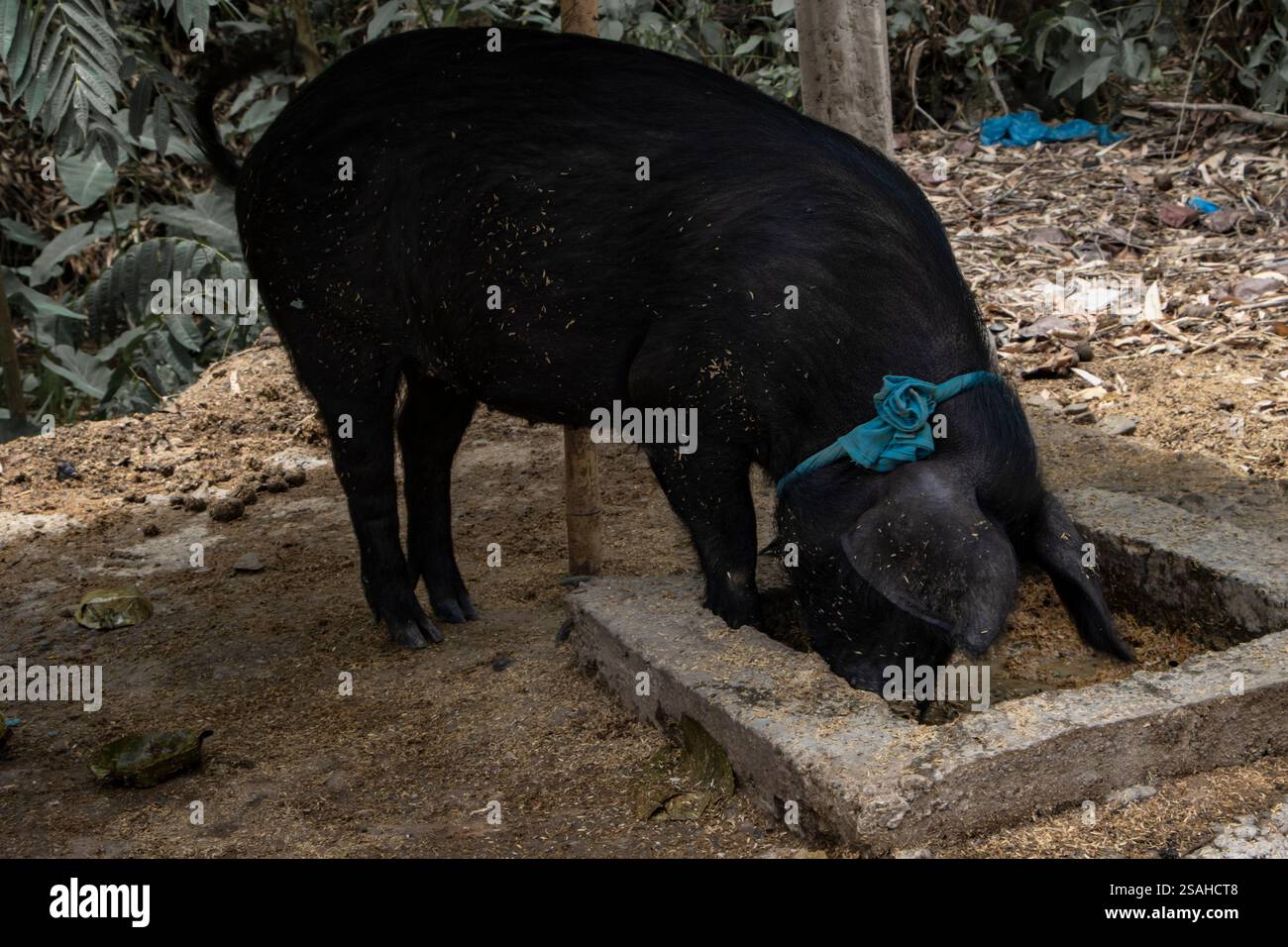 People in Dangisaran village rear pigs for meat, manure and to meet ...