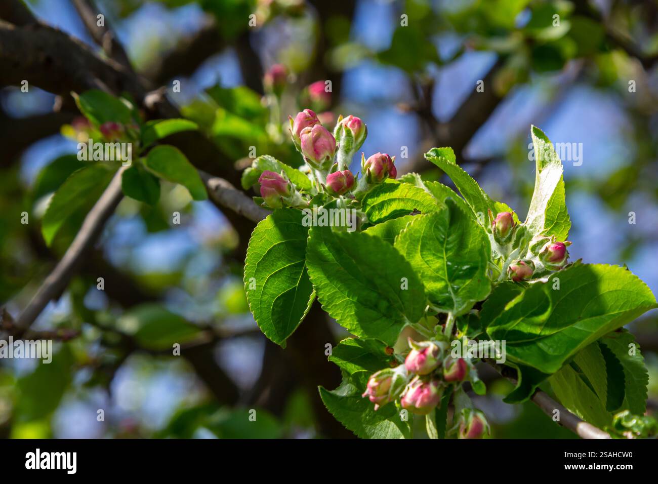 Pink buds and vibrant green leaves sprout on an apple tree branch ...