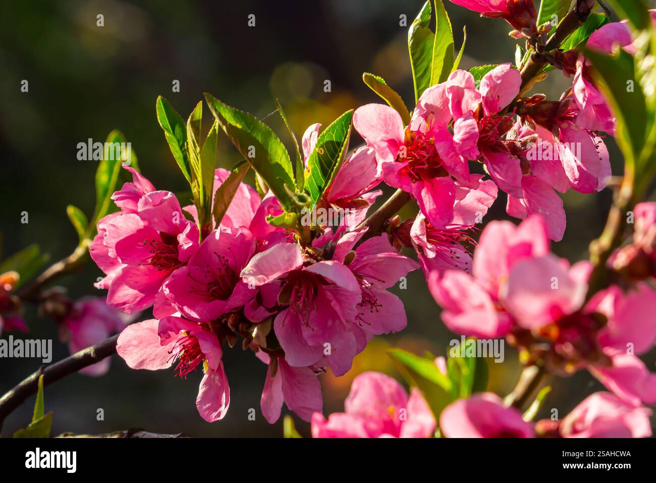 Beautiful pink plum flowers hi-res stock photography and images - Alamy