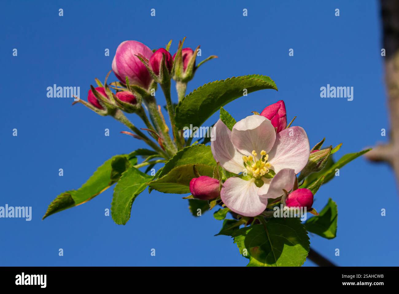 Life cycle of apple tree hi-res stock photography and images - Alamy
