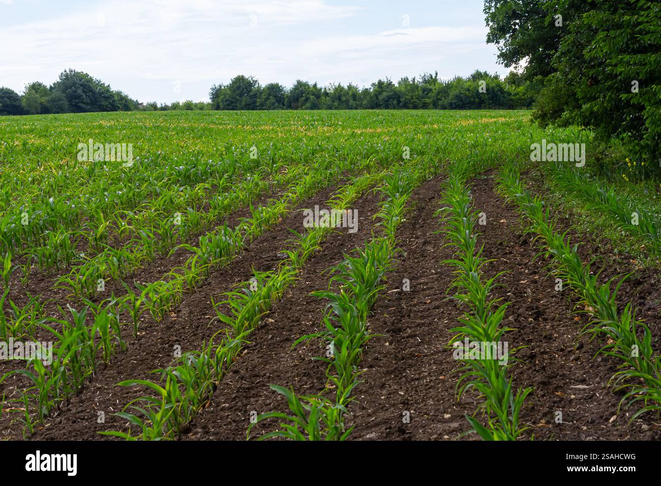 An industrial field of corn sprouts growing in black soil. Corn grow in ...