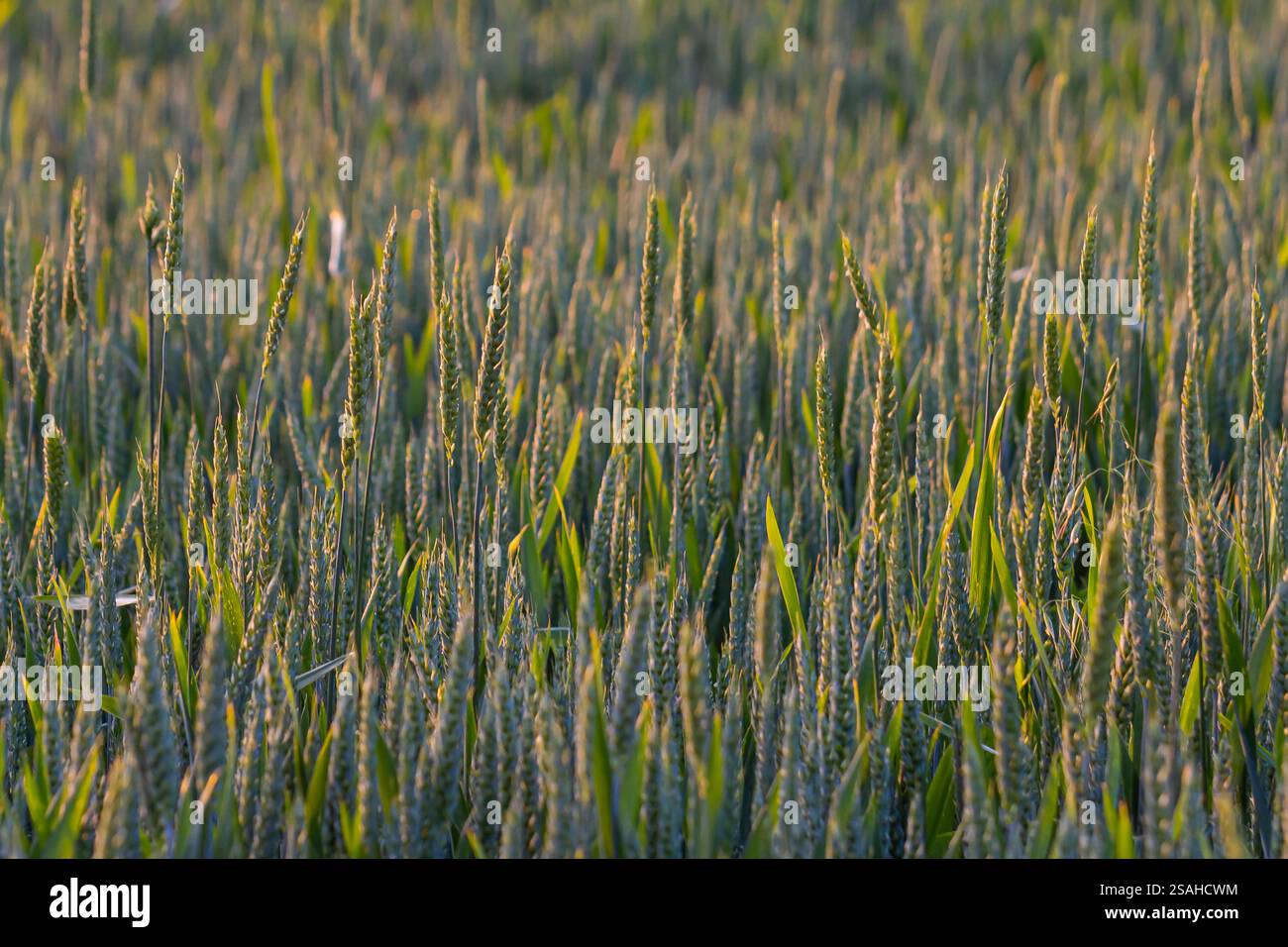 Golden wheat stretches across serene hi-res stock photography and ...