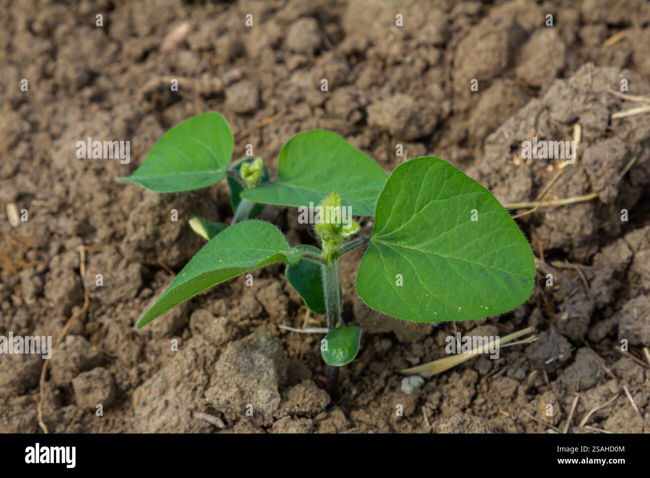 A young plant is pushing through dark soil, exhibiting fresh green ...