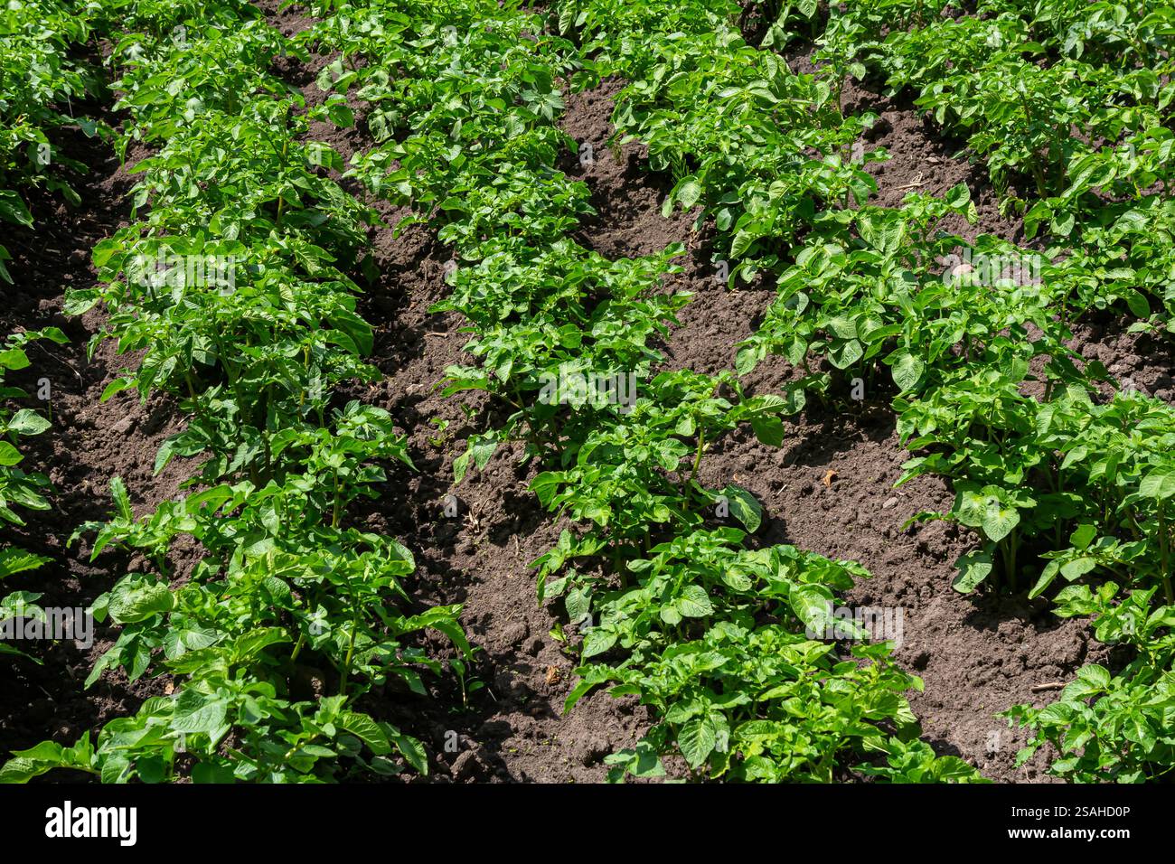 potato field growing season, freshly watered, wet soil and aerial view ...