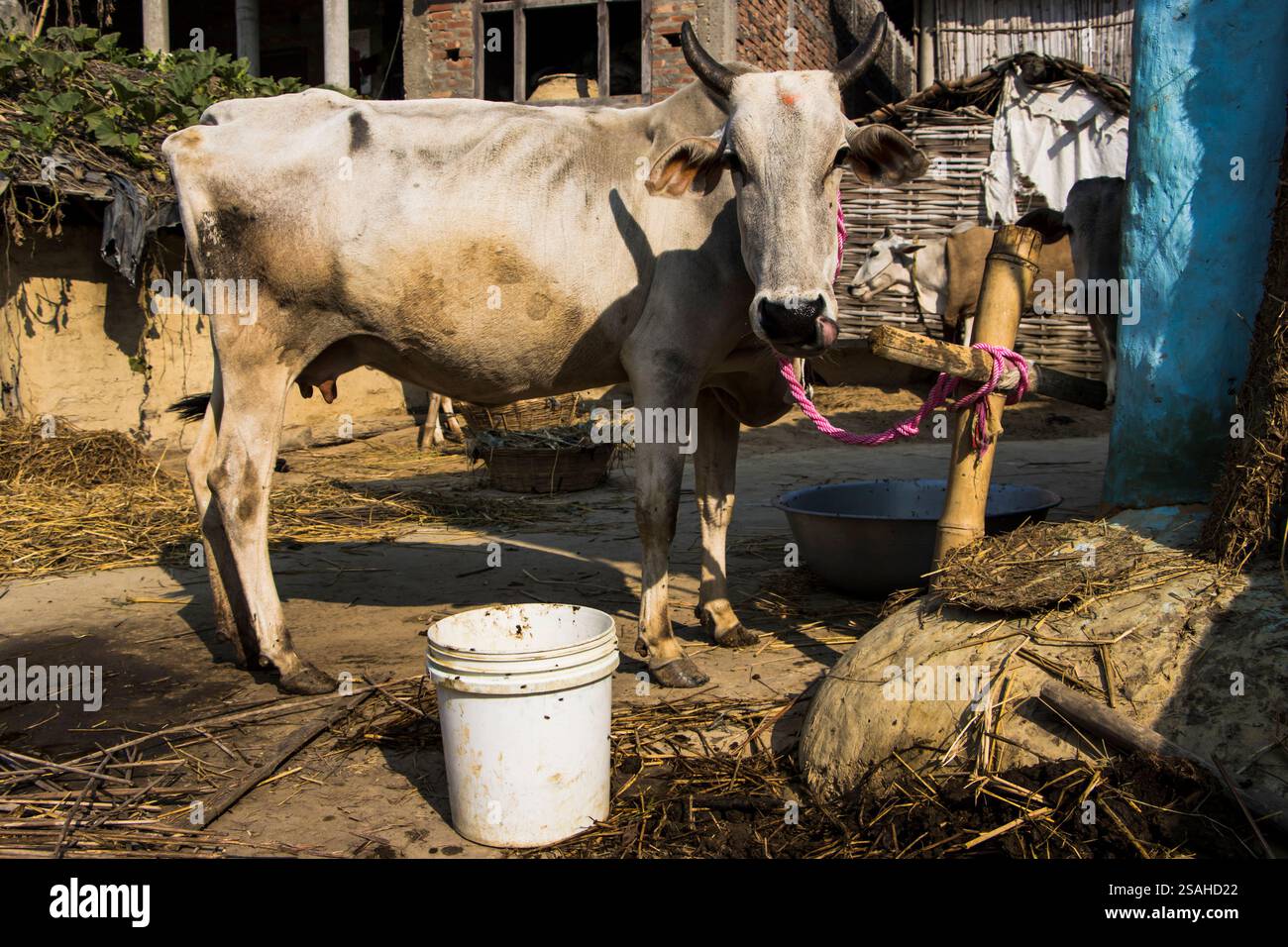 Cows and bulls are one of the primary cattles in Kabirgamha Village in ...