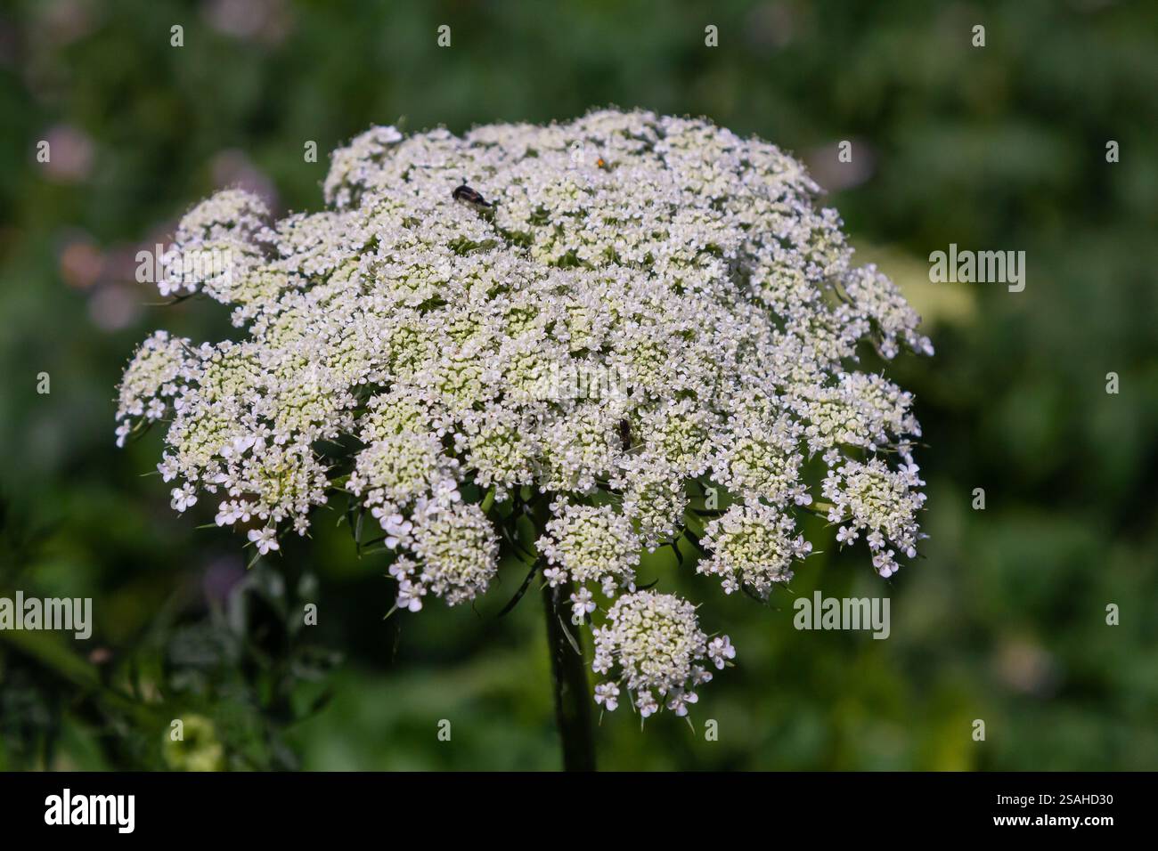 Clusters of delicate white flowers flourish atop a tall green stalk ...