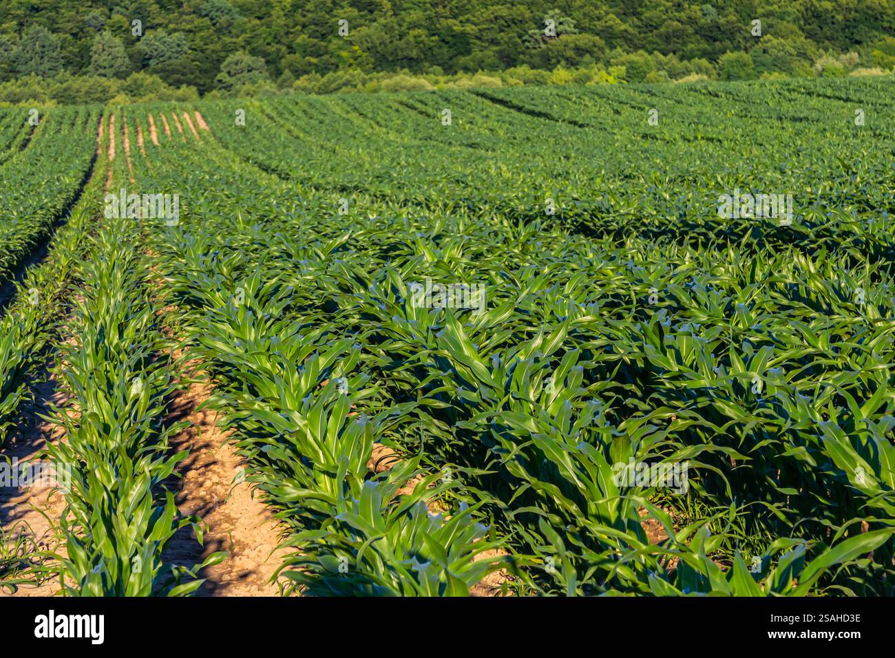 An industrial field of corn sprouts growing in black soil. Corn grow in ...