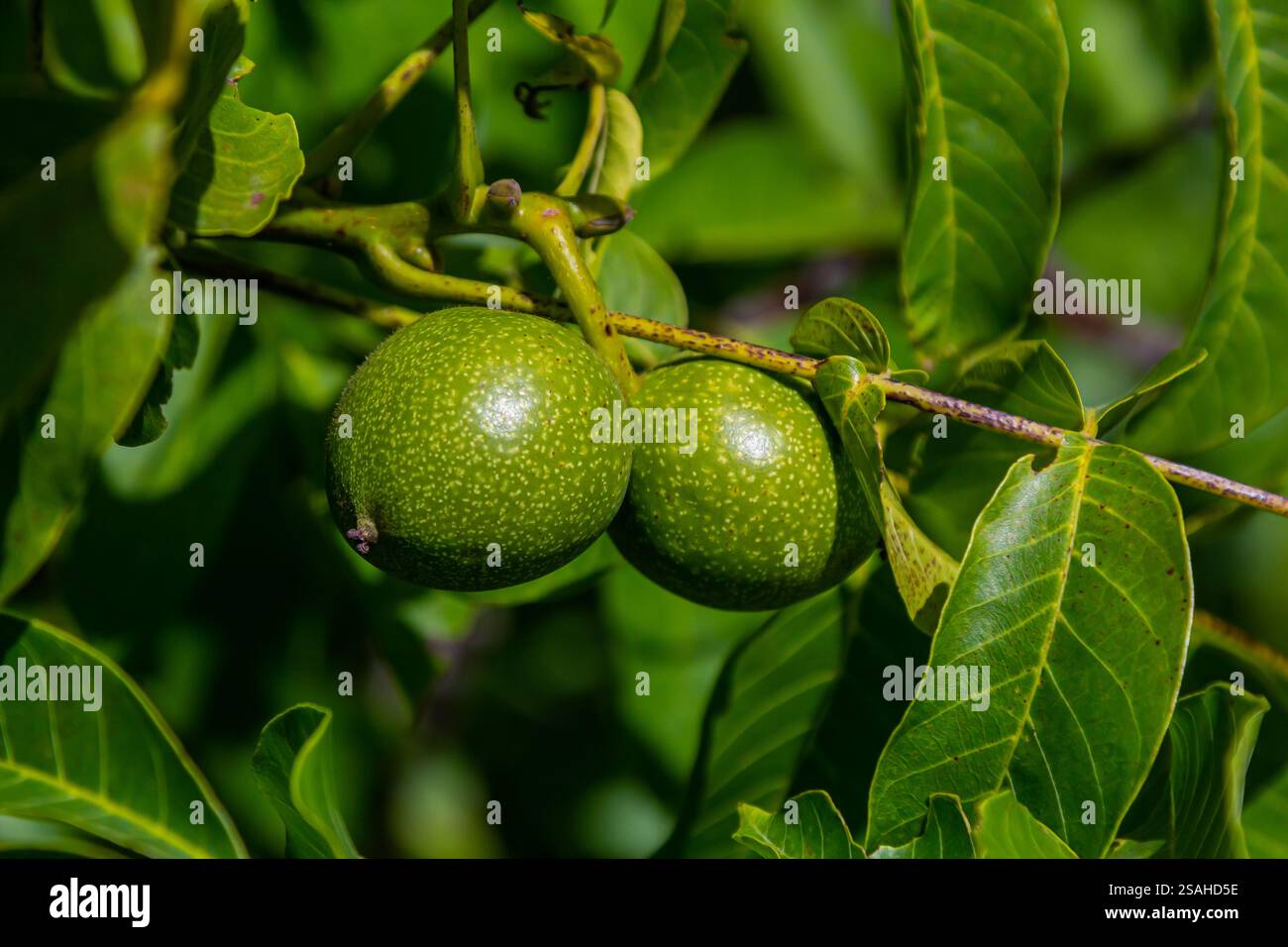walnut tree, growing walnut in shell on branch, summer trees, green ...