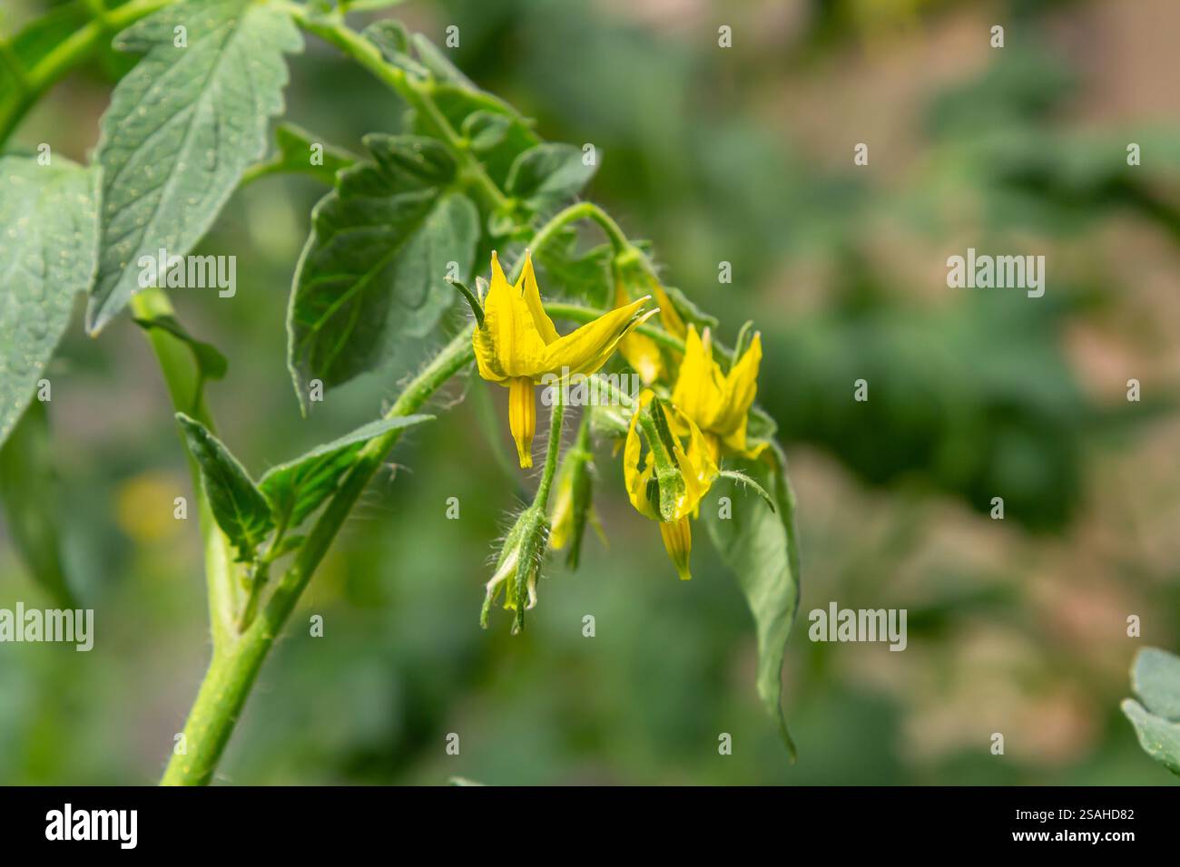 Yellow flowers of tomato plants open up, showcasing their delicate ...