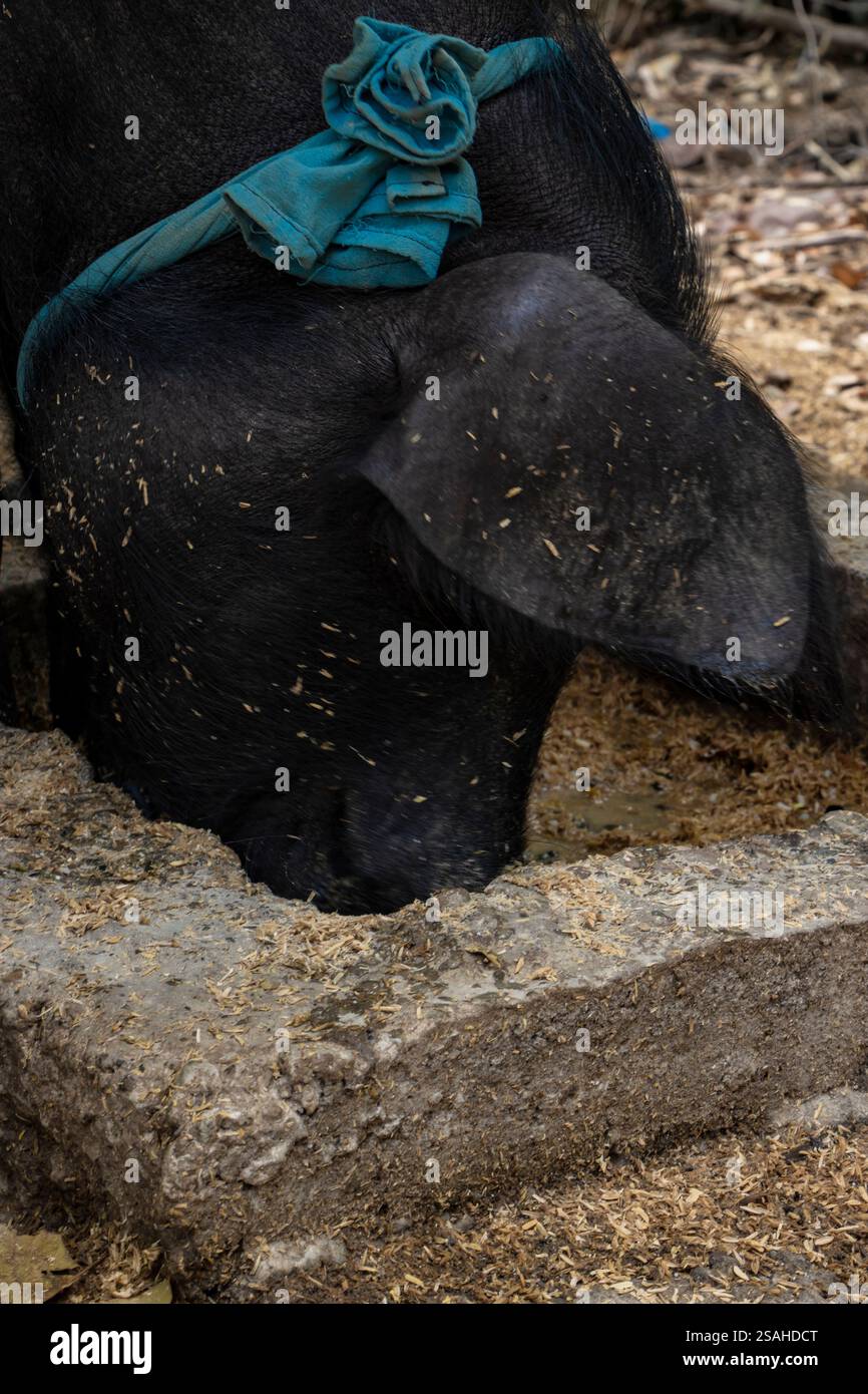 People in Dangisaran village rear pigs for meat, manure and to meet ...