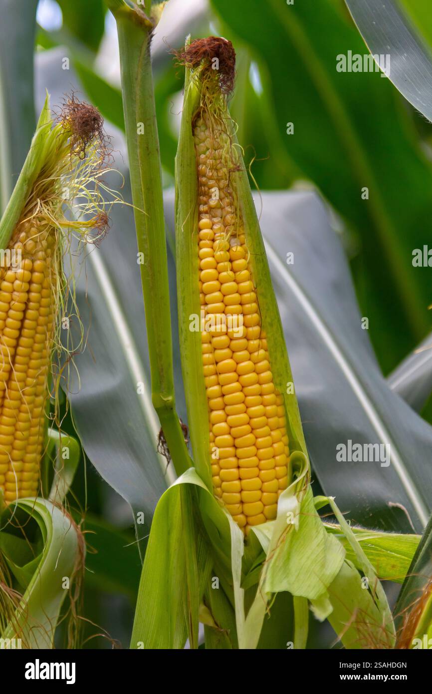 Fresh corn plants in field, green leaves, stem. Blue sky background ...