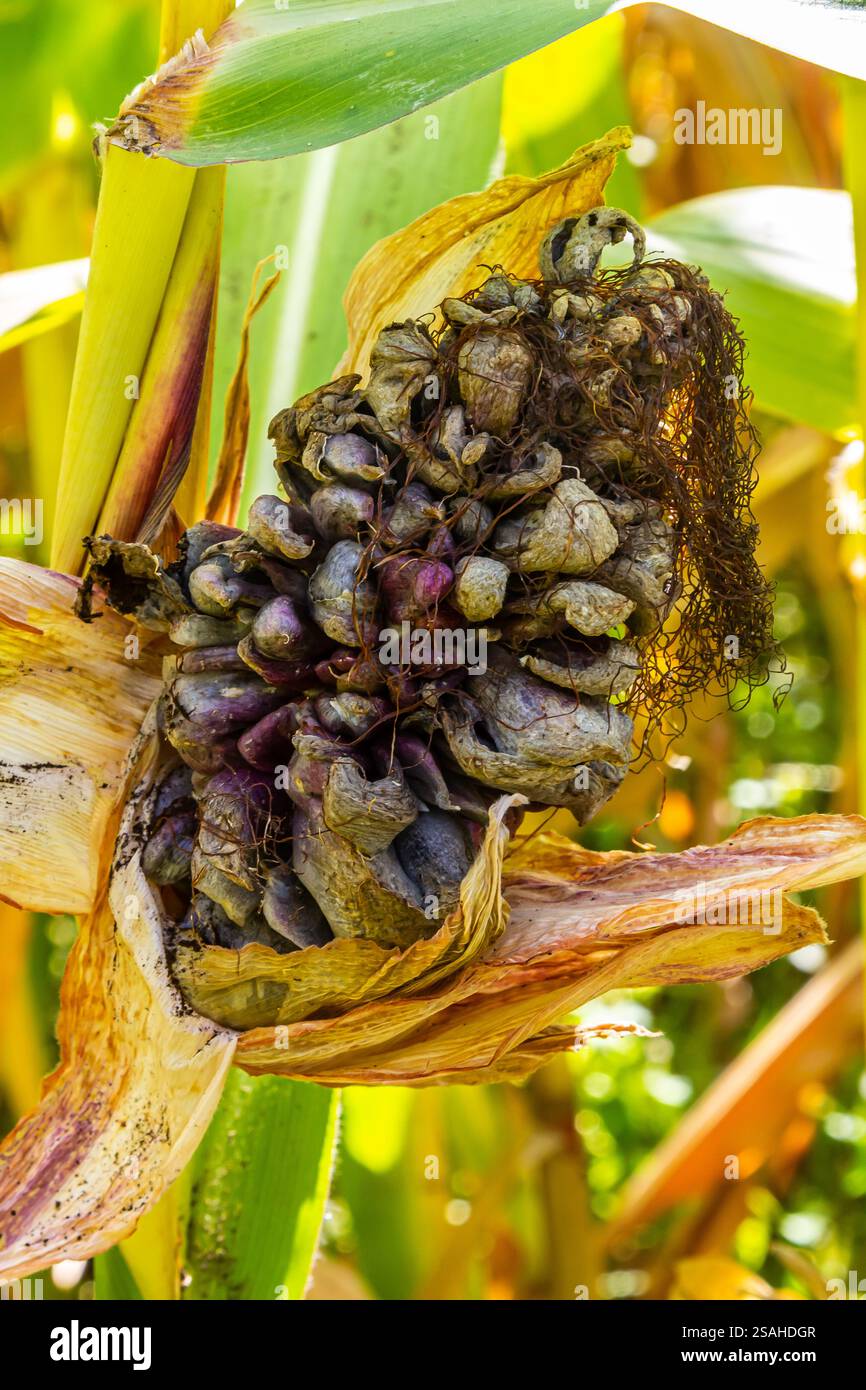 A damaged ear of corn shows severe rot and fungal growth amidst green ...