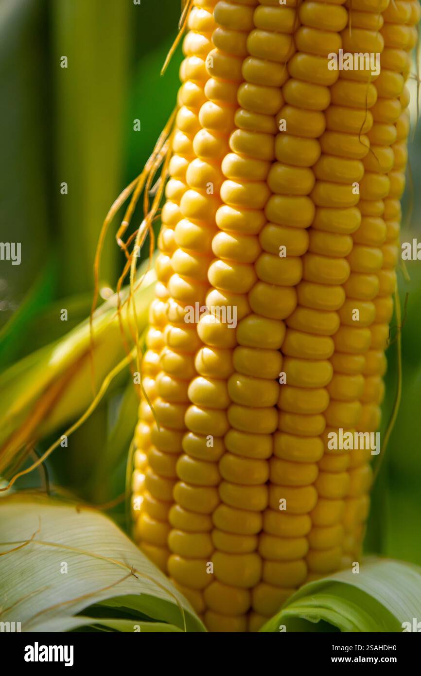 Corn cobs in corn farming fields during the harvest season can be used ...
