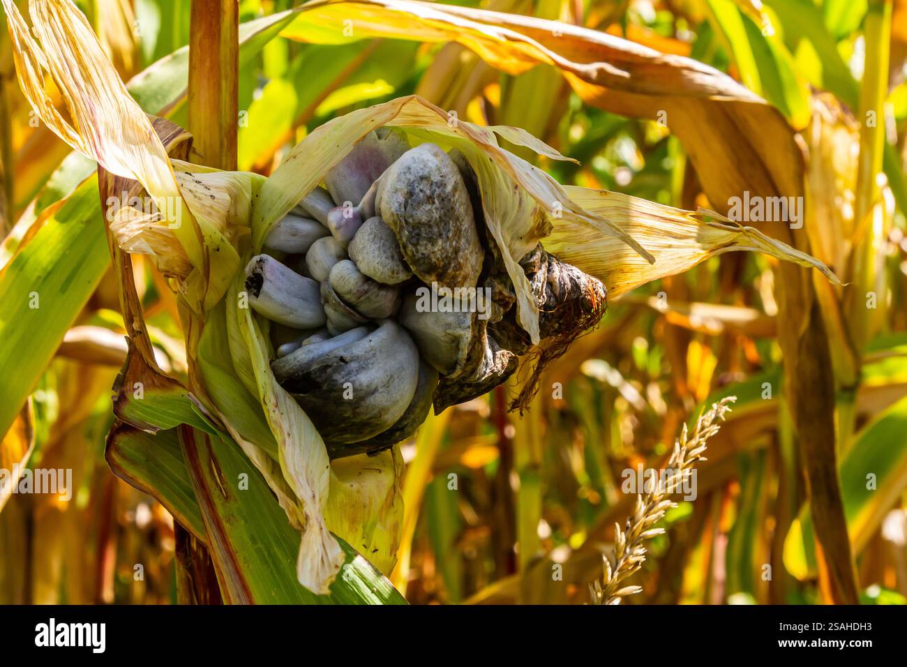 An ear of corn shows abnormal growths surrounded by vibrant yellow ...