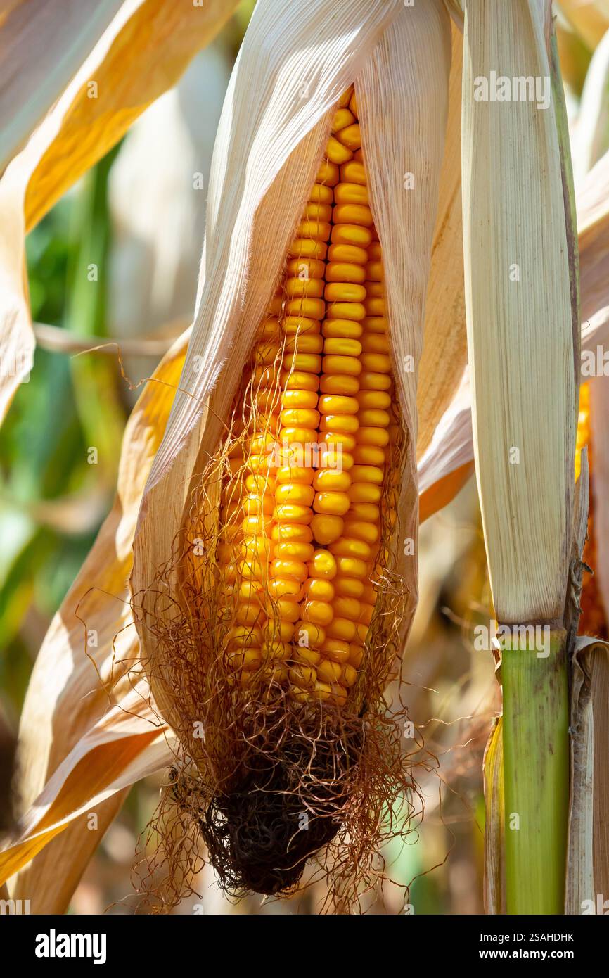 Corn cobs in corn farming fields during the harvest season can be used ...