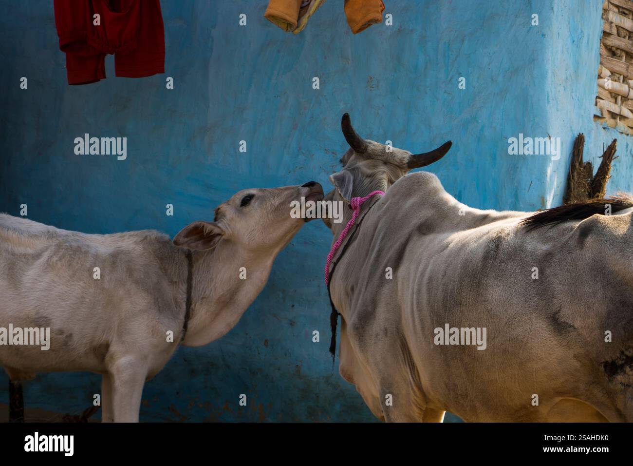 Cows and bulls are the primary cattle in Kabirgamha Village in ...