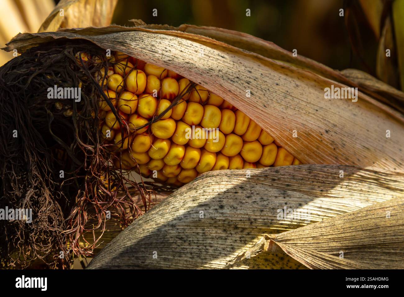 Corn cobs in corn farming fields during the harvest season can be used ...