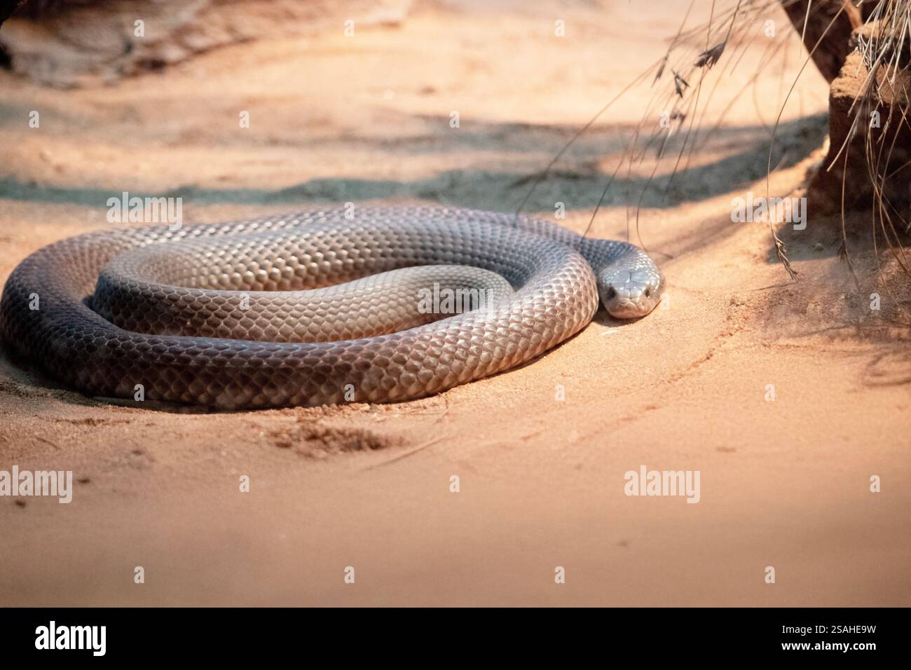 It has brown skin, a wide head, a smooth snout and the largest recorded ...