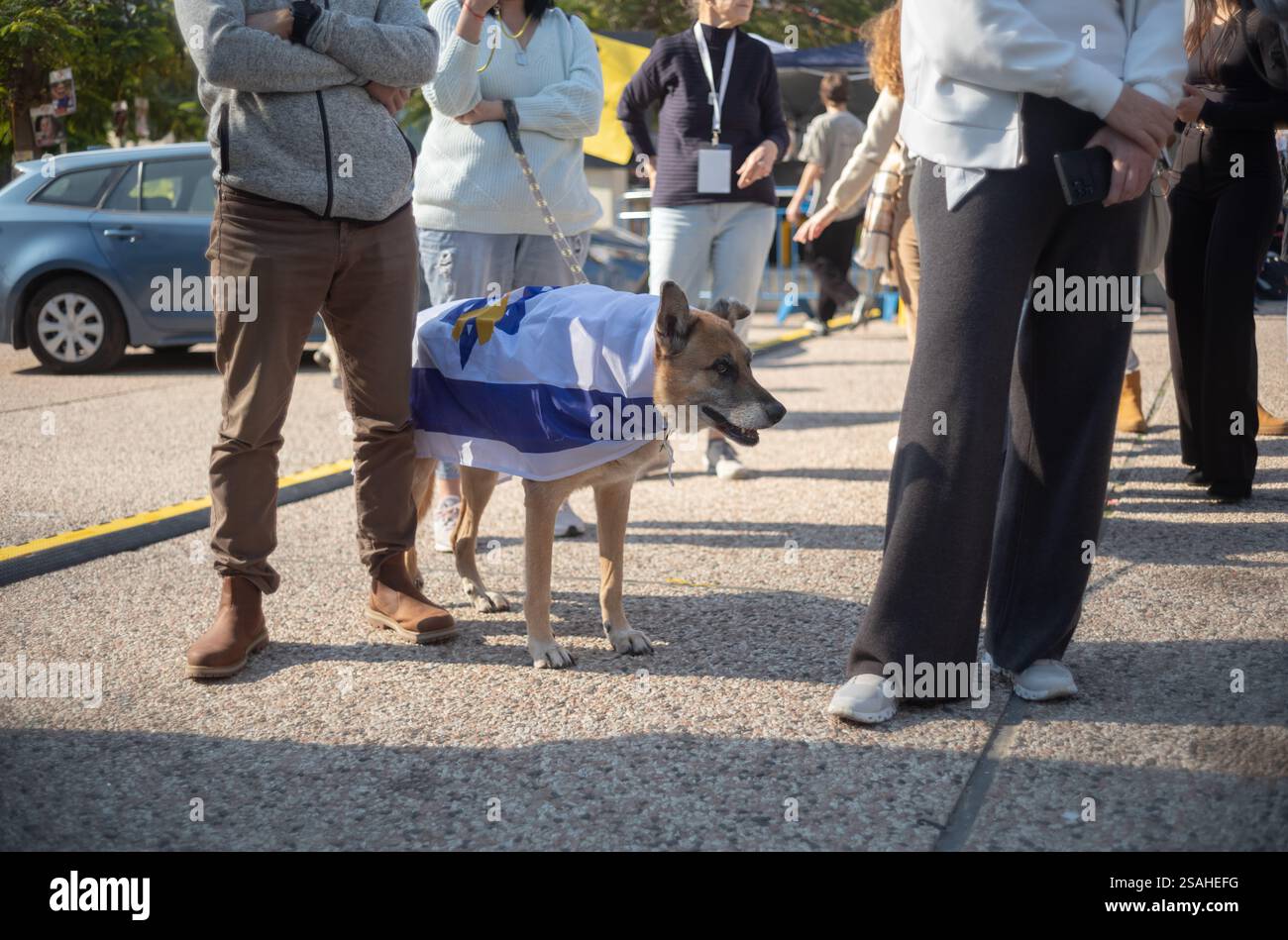 Conflict between dog and owner hi-res stock photography and images - Alamy