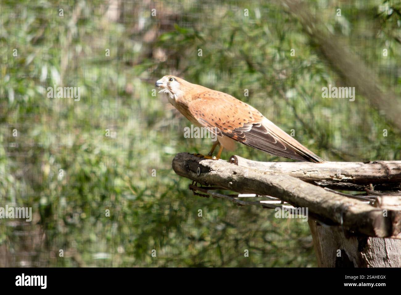 The Nankeen Kestrel is a slender falcon and is a relatively small ...