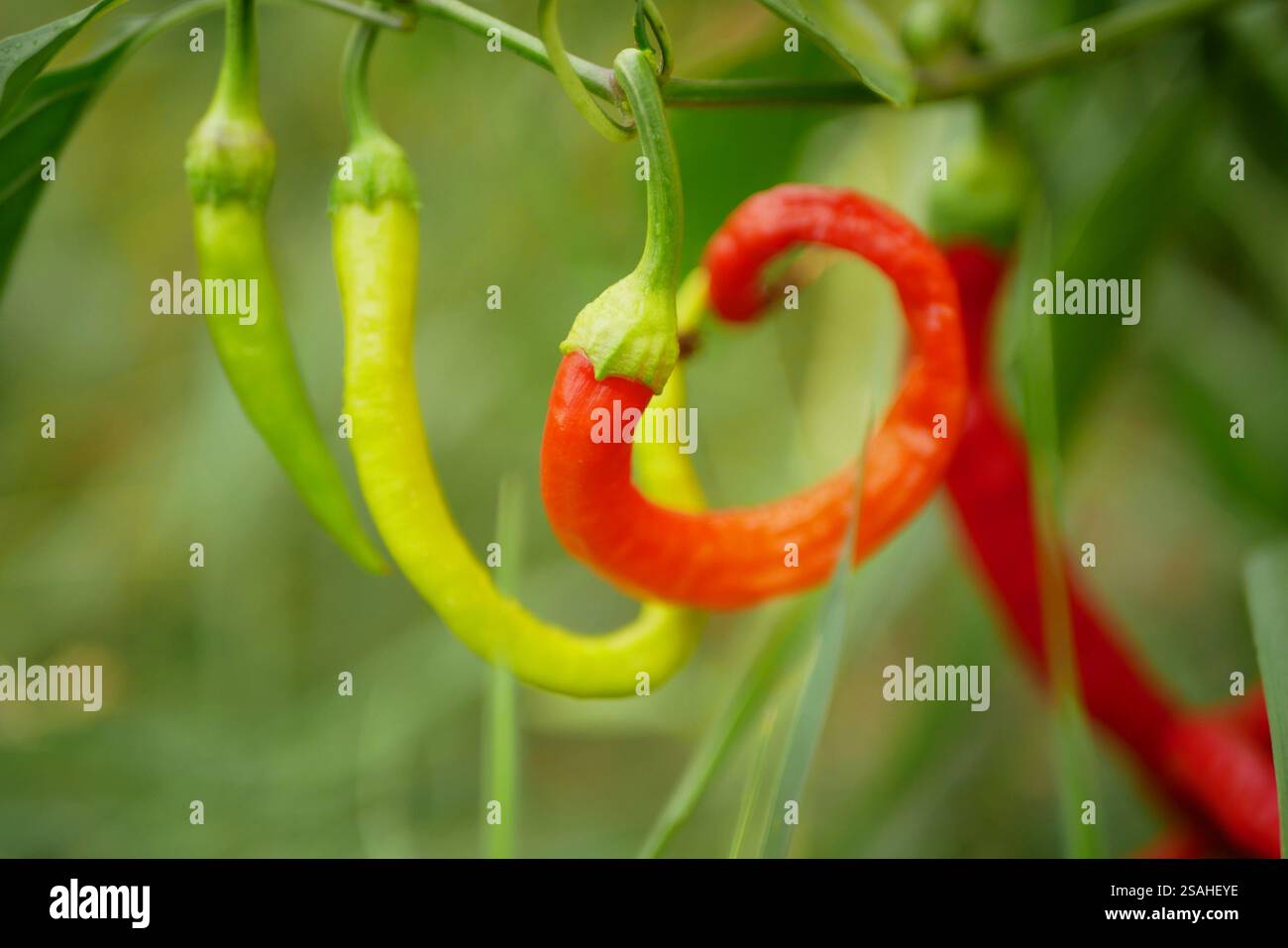 Pepper chili bio chilli red ripe capsicum annuum farm ripe fresh plant ...