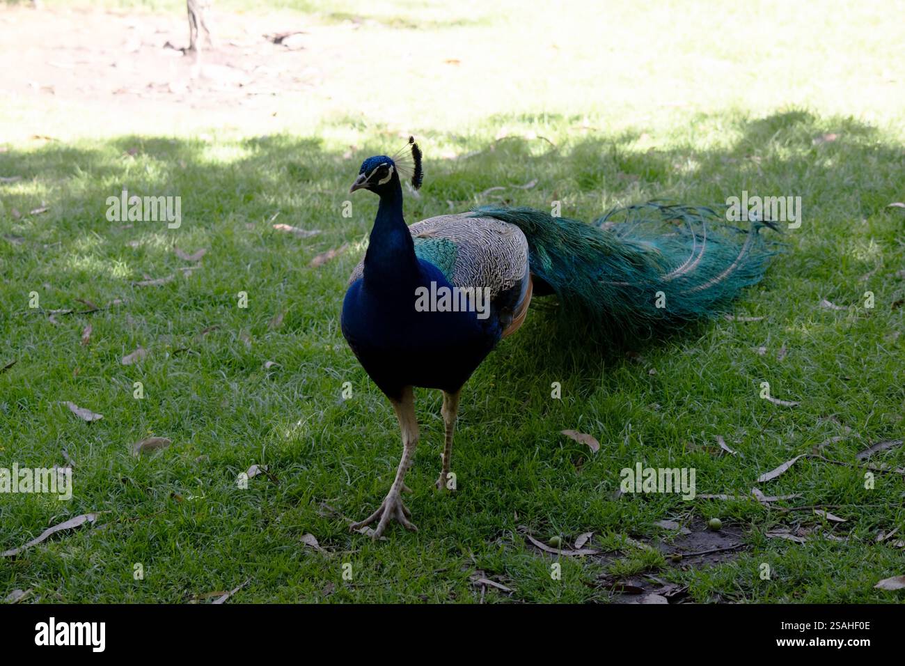 Peacocks are large, colorful blue pheasants known for their iridescent ...