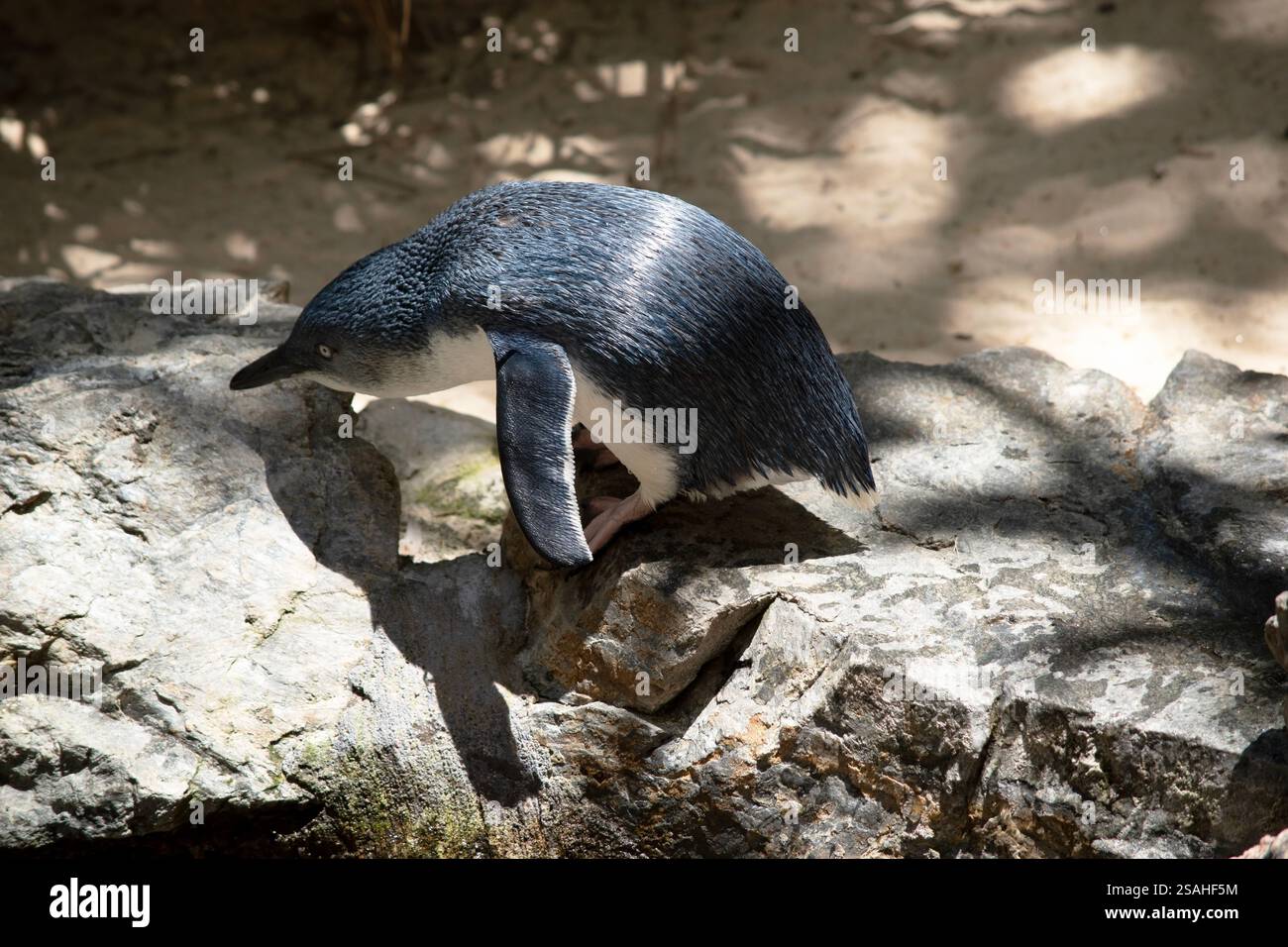 Penguins have a large head, short neck, and elongated body. Their tails ...
