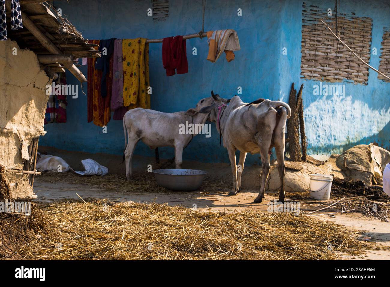 Cows and bulls are the primary cattle in Kabirgamha Village in ...