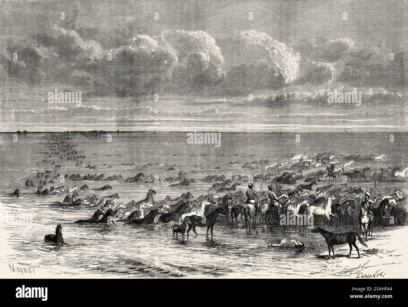 Herd of horses crossing the Volga river. Russia, drawing by Moynet ...