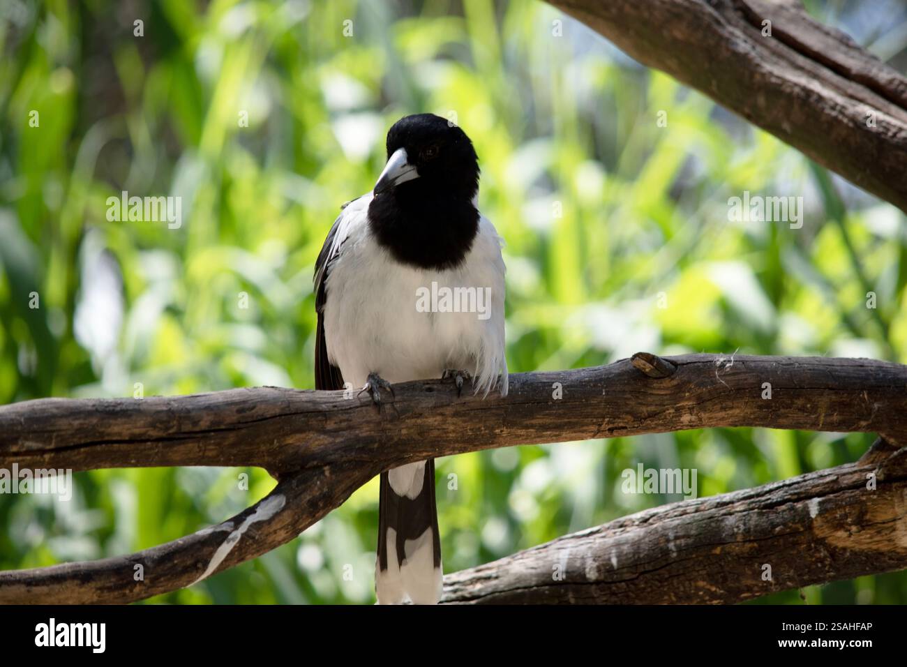 the pied butcher bird is black and white Stock Photo - Alamy