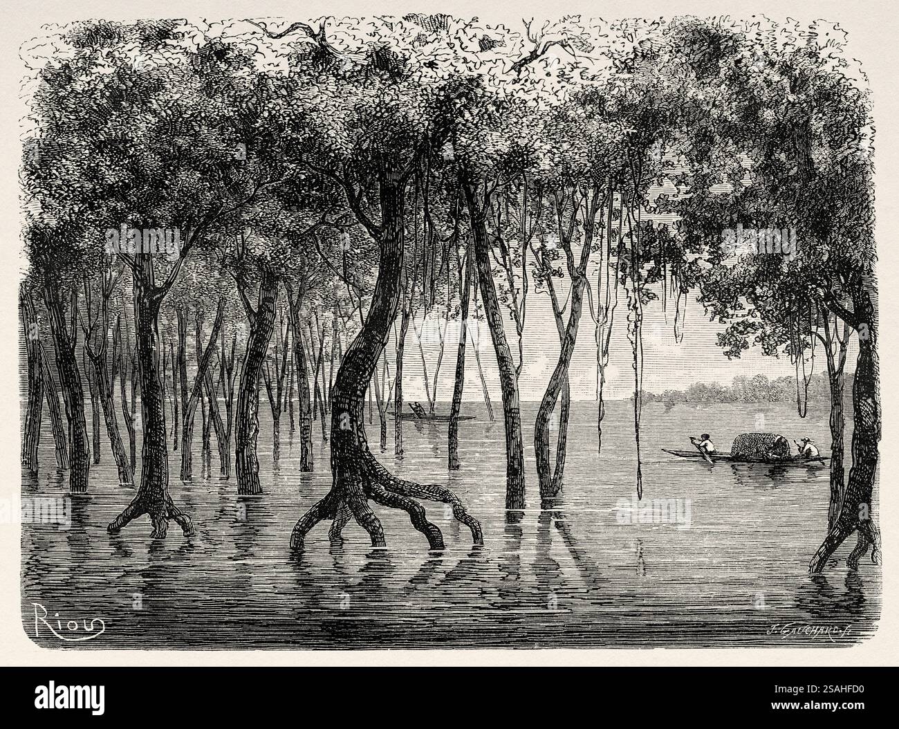 Amazon River floodplain forest, Amazon state. Brazil. South America ...