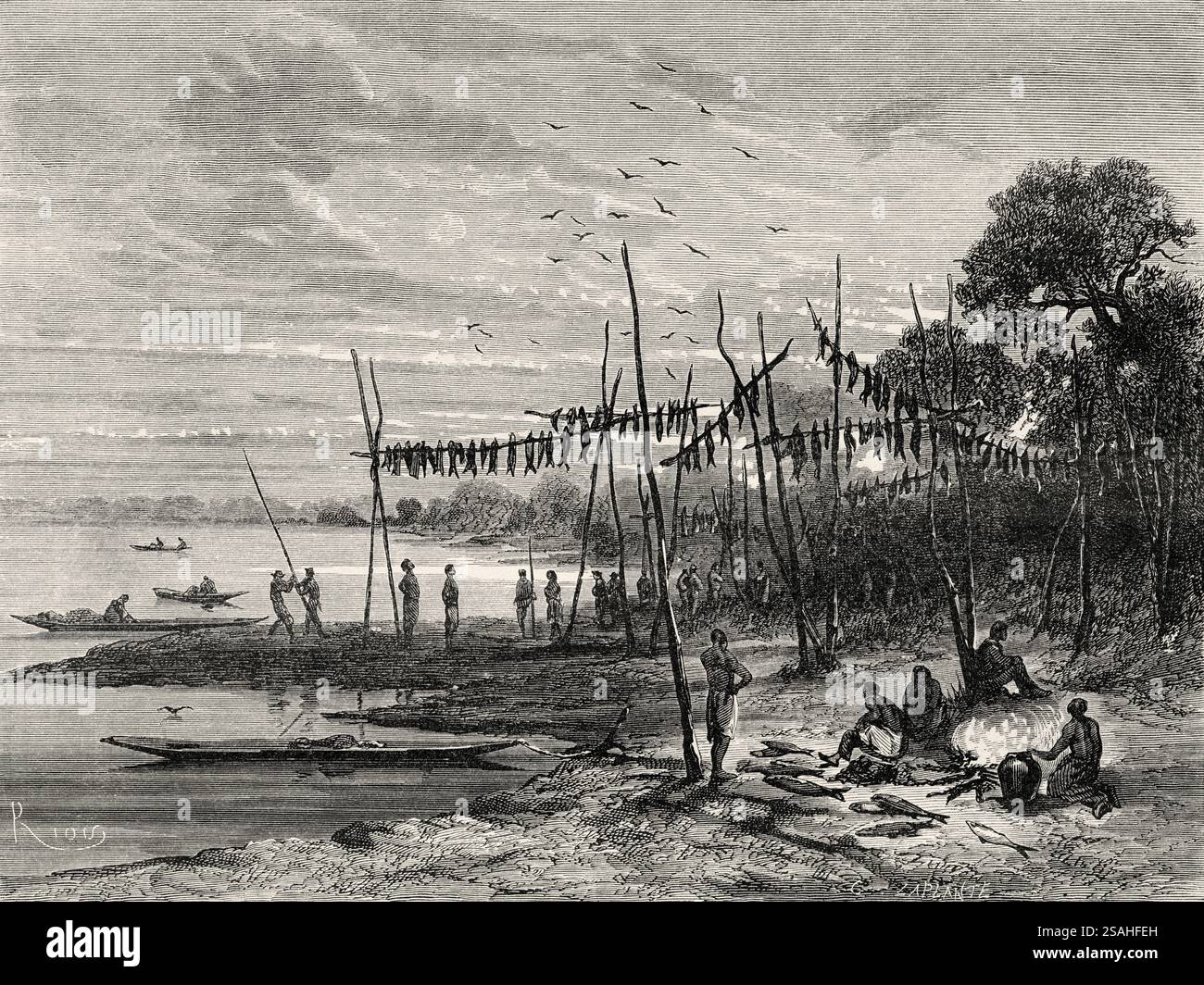 Fish drying on the shore of Codajas lake, Amazon state. Brazil. South ...