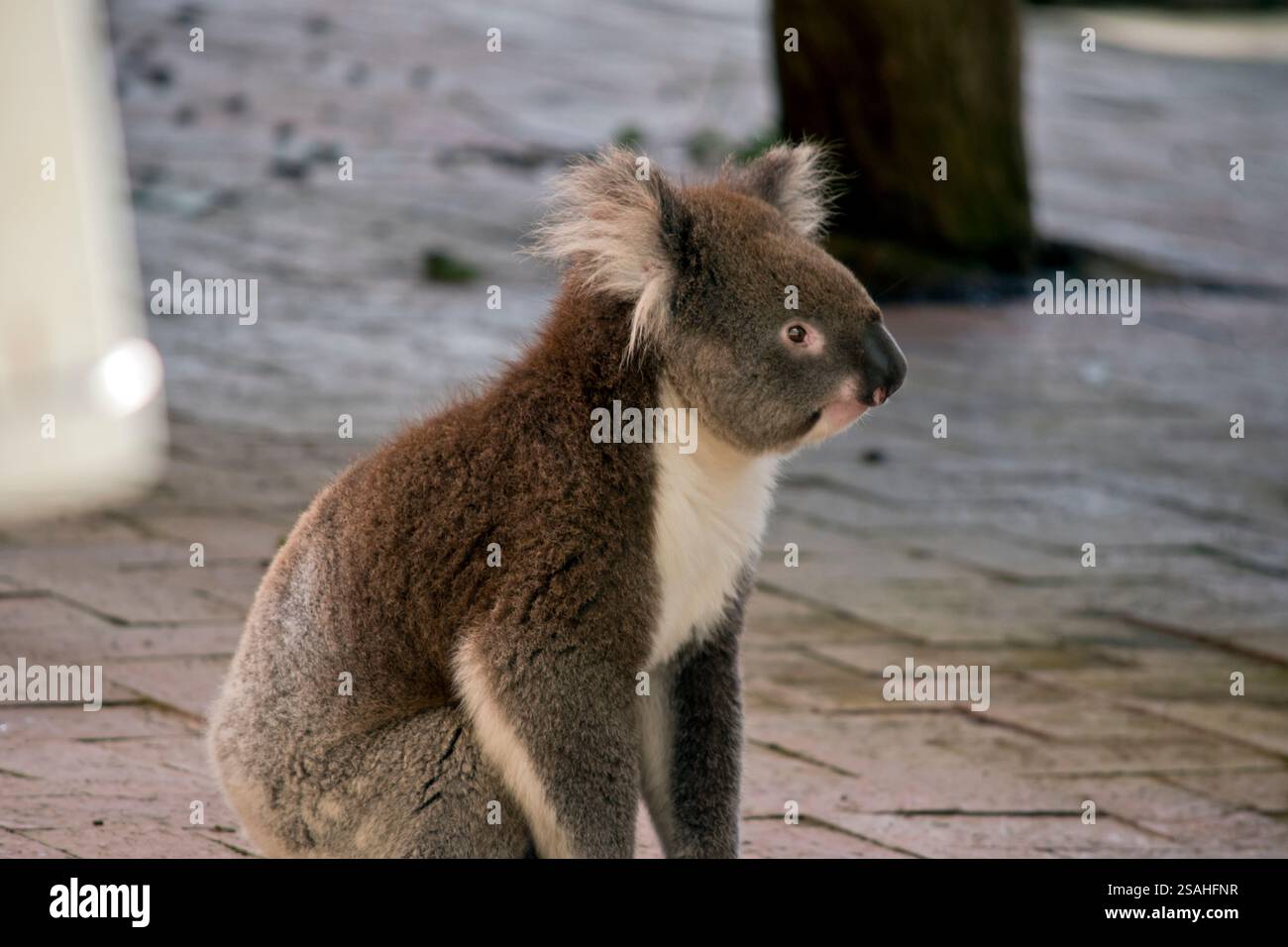 The Koala has a large round head, big furry ears and big black nose ...