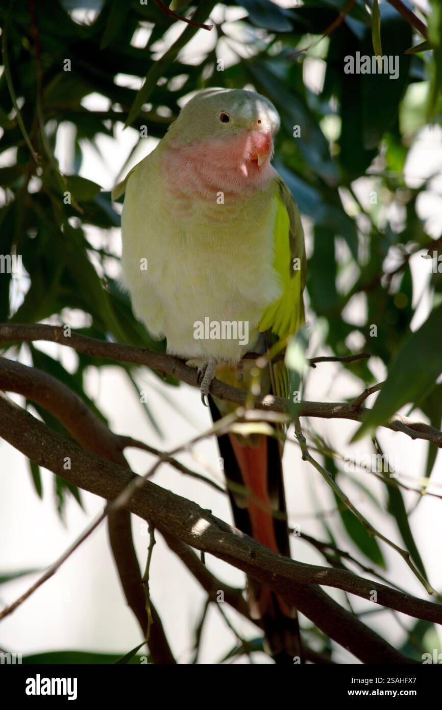 the princess Alexandras parrot has a pink neck and a light blue head ...