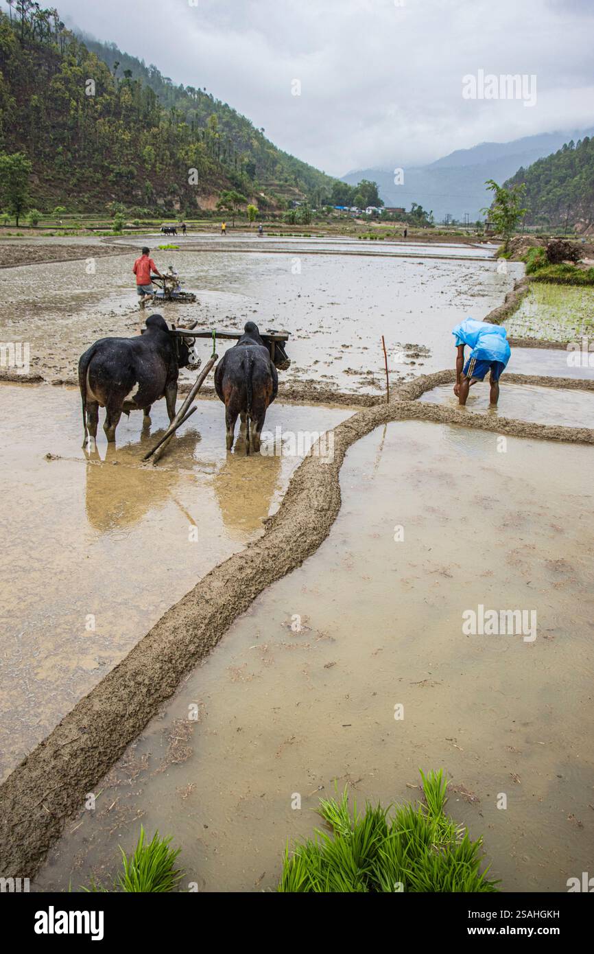 Farmers of Barala village in the Salyan district use both, modern and ...