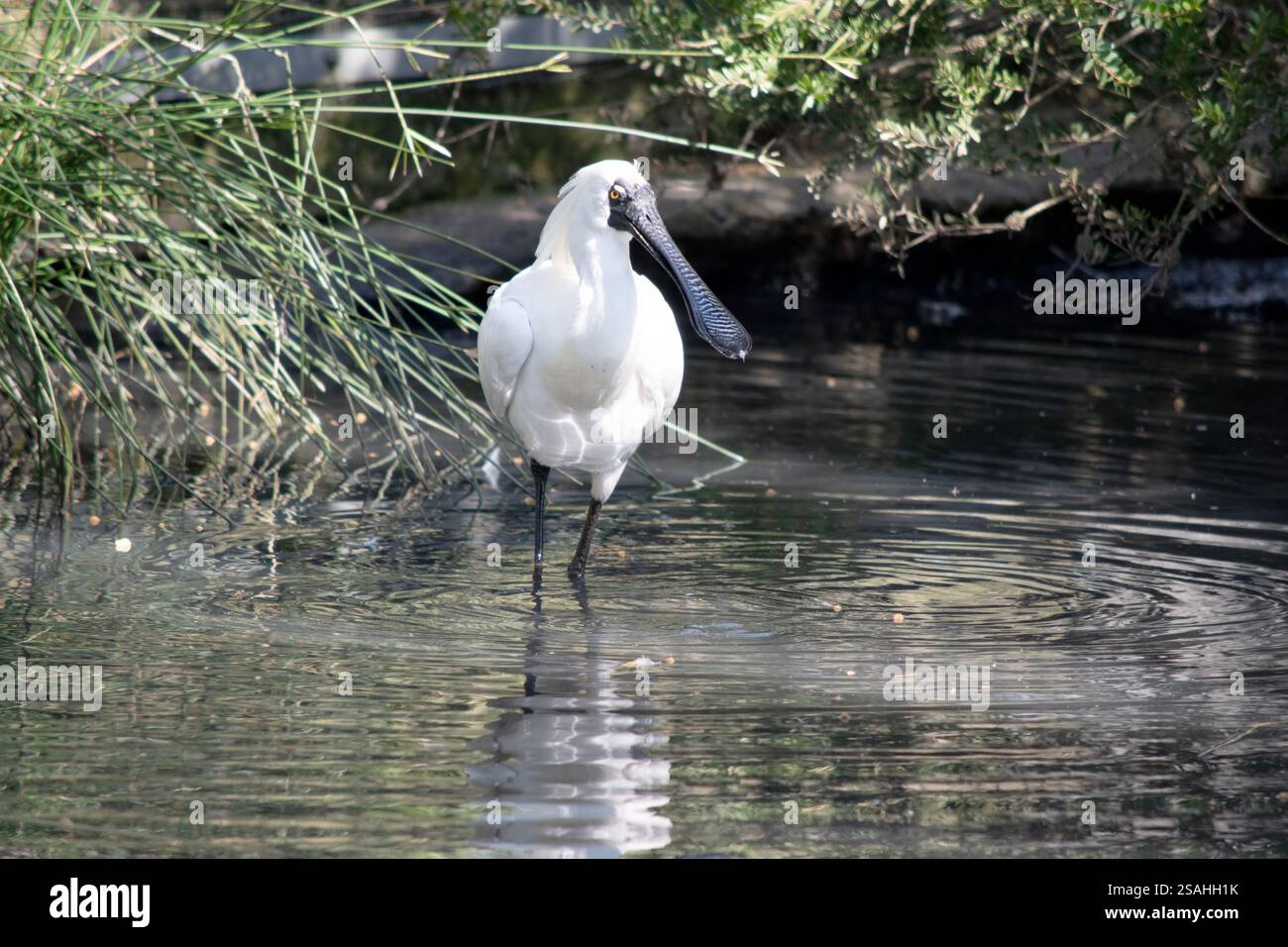The royal spoonbill is a large white sea bird with a black bill that ...