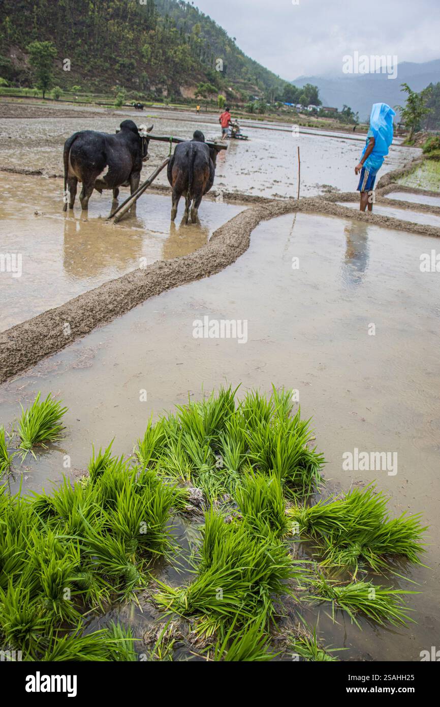 Farmers of Barala village in the Salyan district use both, modern and ...