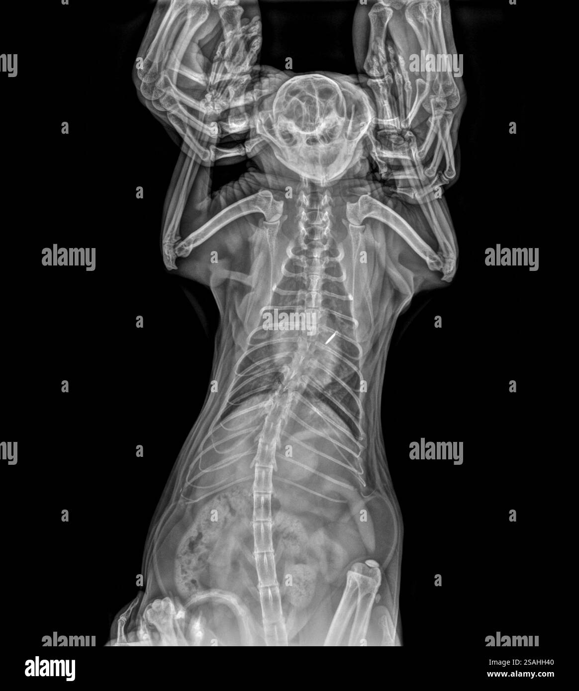 Digital X-ray of the cat. Radiological chest scan of healthy cat ...